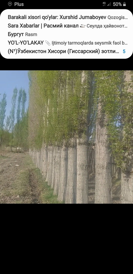 Терак сотилади 75 туп 60 та атрофида аррага тушадигани 5таси страпила.