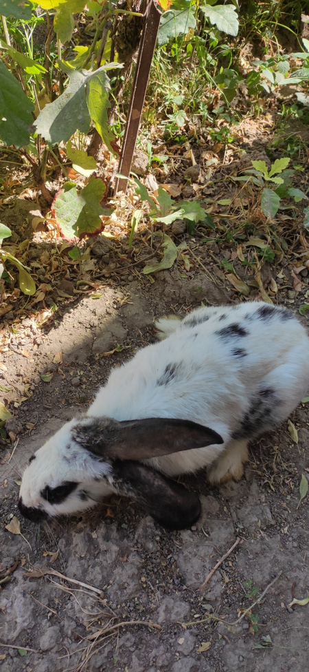 Quyonla sotiladi 4 dona, velikan, sog'lom