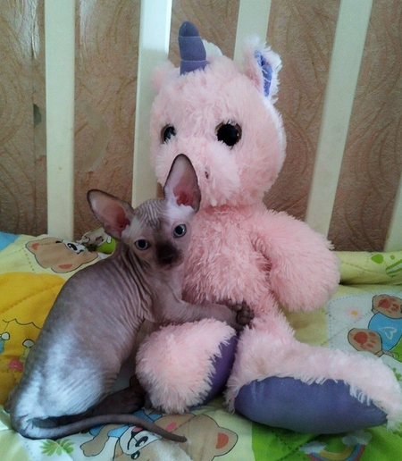 Котёнок канадского сфинкса, мальчик