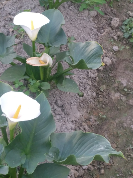 Ноеб кала гуллари