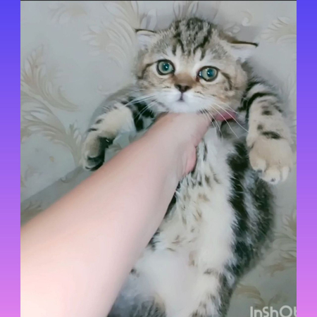 Продается котёнок скоттиш фолд девочка