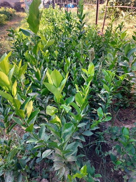 Limon ,mandarin,aplesin ko\\\'chatlar bor