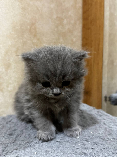 Котята золотистой шиншиллы страйт