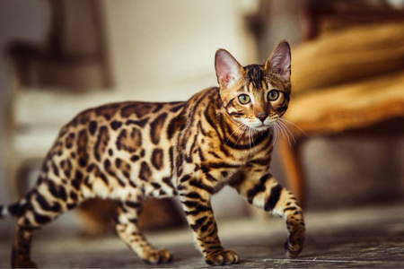 Чистакровная Бенгальская кошка