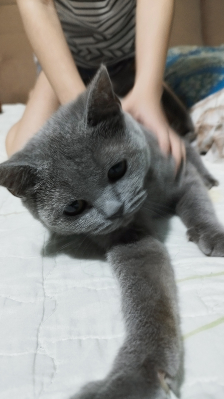 Отдам  кошку в хорошие руки