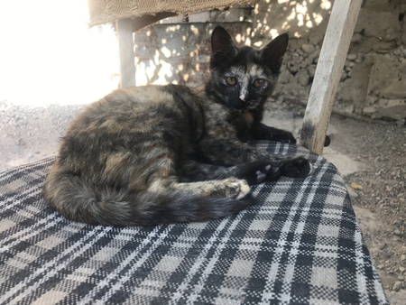 Котенок-девочка в добрые руки