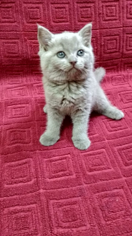 Продаются котята породы скотиш