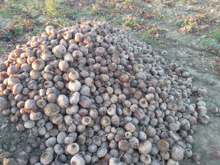 Qizil lavlagi