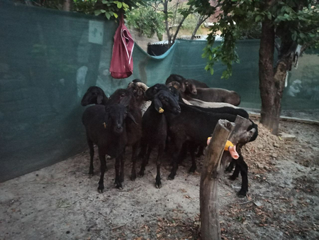 Qurbonga qochqorla