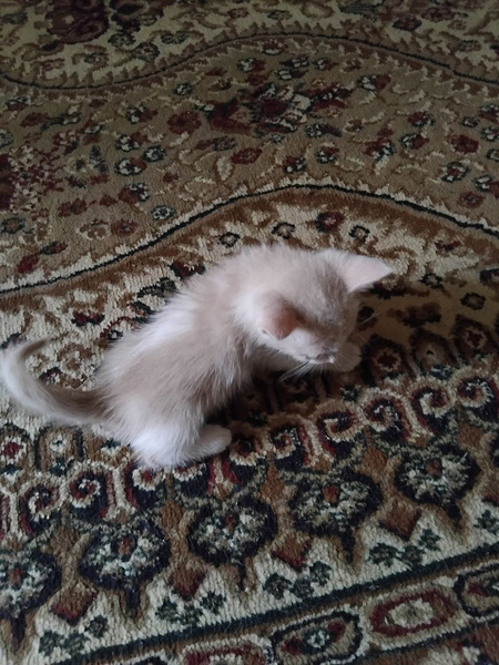 Шотландские скотиш страйки котята в добрые руки
