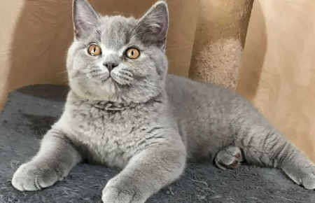 Британский котёнок 5 месяцев