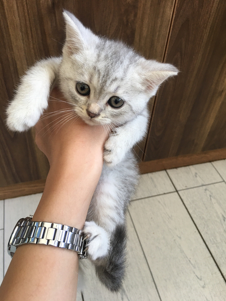 котенок скоттиш страйт