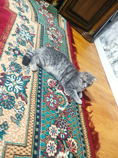 Scottish strayt/mushukcha/котёнок