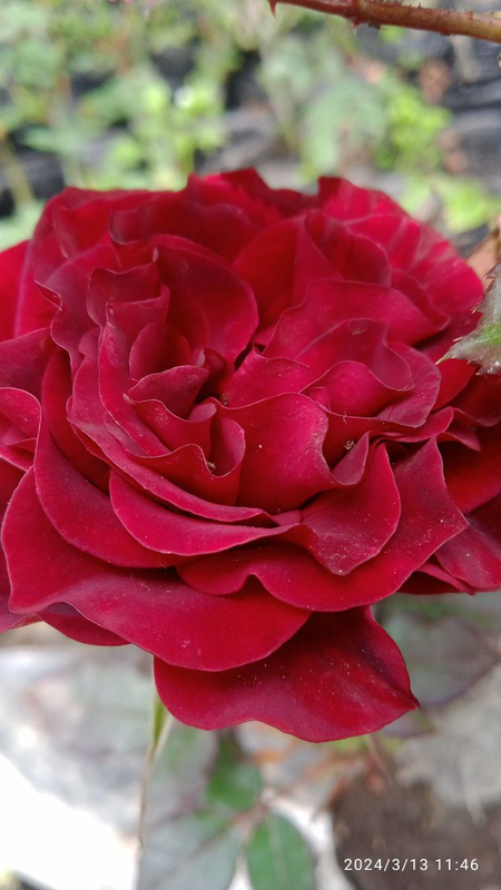 Atirgullar sotiladi