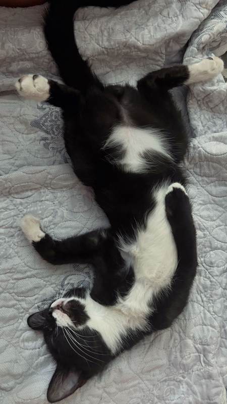 Котенок в поисках дома