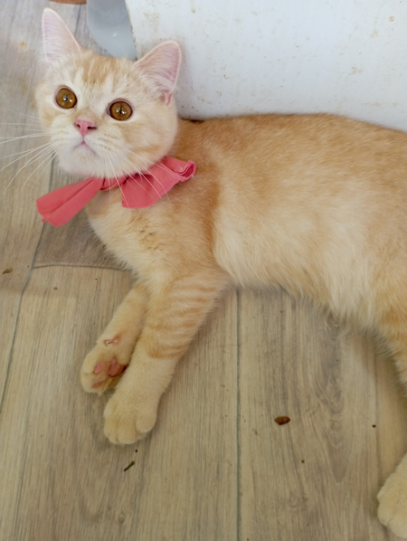 Шотландский котёнок 4 мес. мальчик