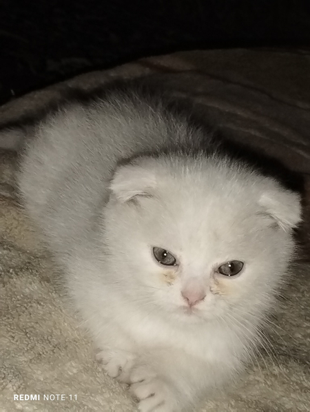 Кошка 2 месяца. Продается.