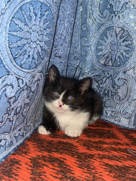 Отдам котят  в добрые руки