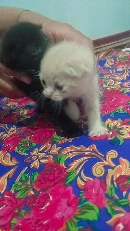 Продаётся кошка.