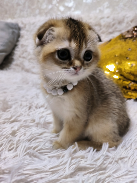 Котята от правильной вязки