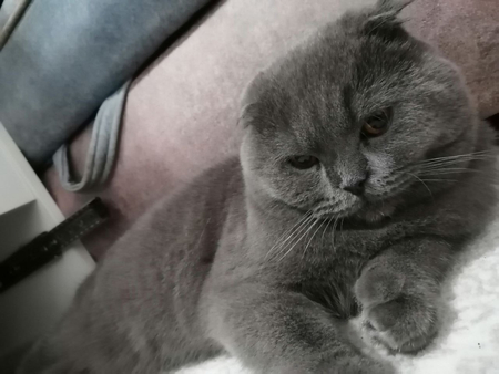 Вязка скотишь фолд