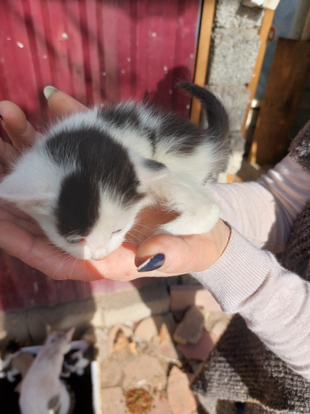 Продаются котята