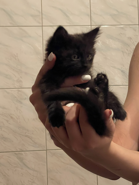Котята даром