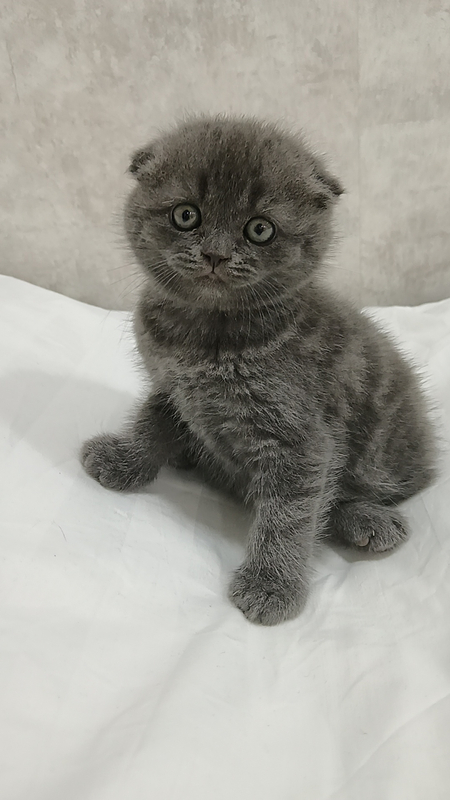 Продаются котята