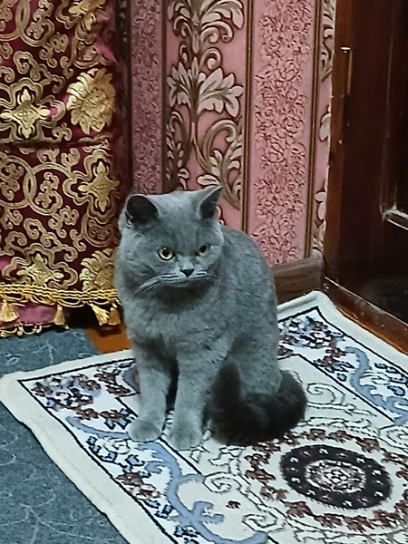 Британский кот продается