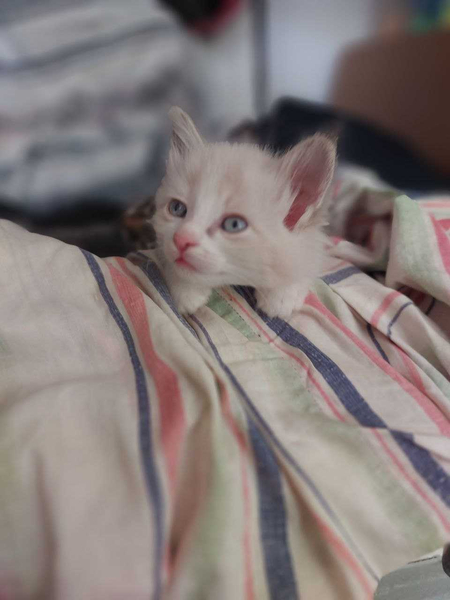 Отдадим котят в добрые руки