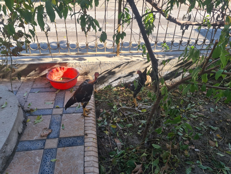 Kulangi xurozlar sotiladi tozaa