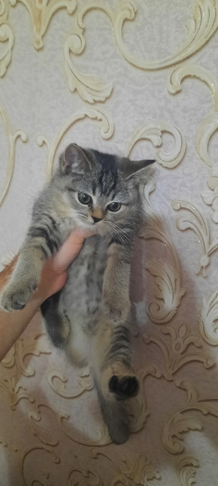 Котенок Скоттиш фолд