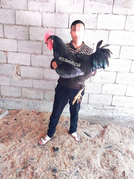 Qora Shaxzoda gigant