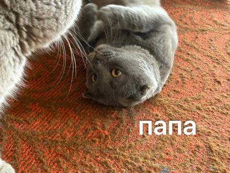 Скотиш фолд и страйт девочки