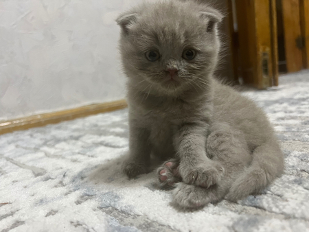 Продам Котенка мальчик