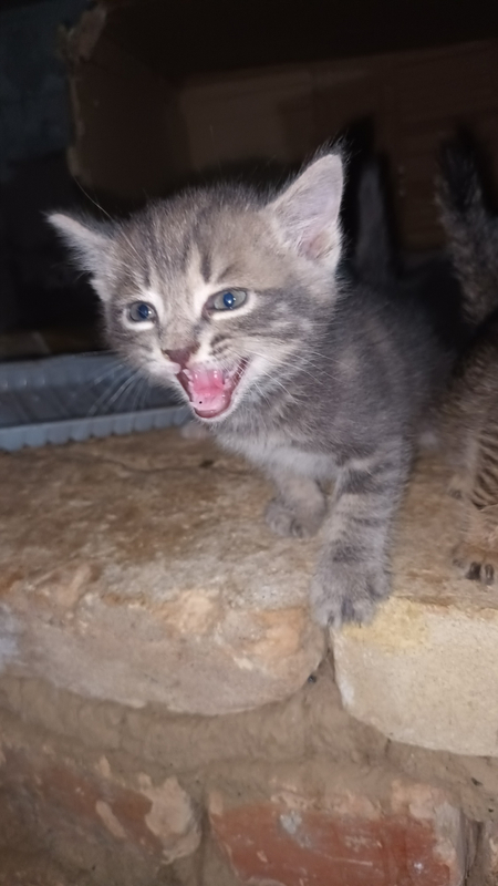 Muwuk bolalari  beriladi