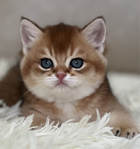 Продается котенок!