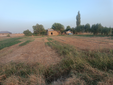 Dala hovli uchastka Dacha