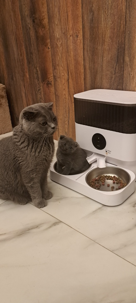 Шотландский котяты