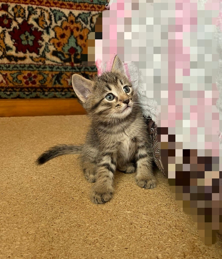 Котята в добрые ручки!