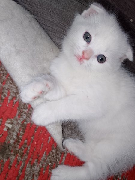 Котёнок,девочка, породистая