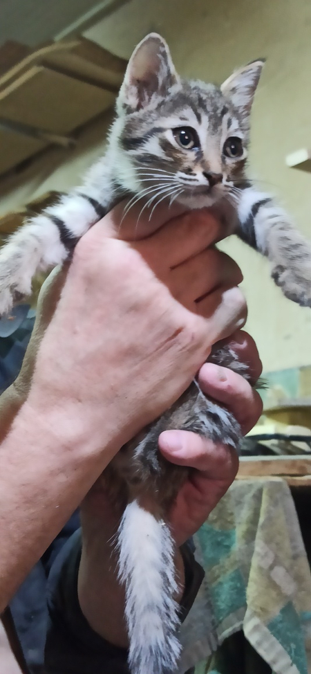 Котята в добрые руки бесплатно