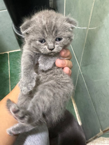 продажа котят