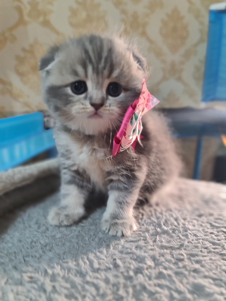 Продаю катят мальчика и девочку веслаухие шиншилла