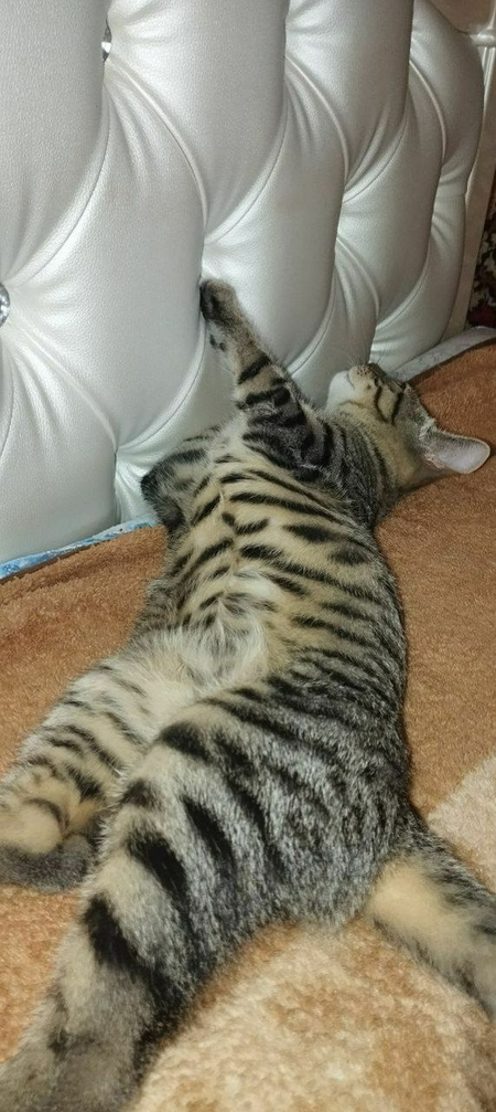 Котёнок мальчик  .