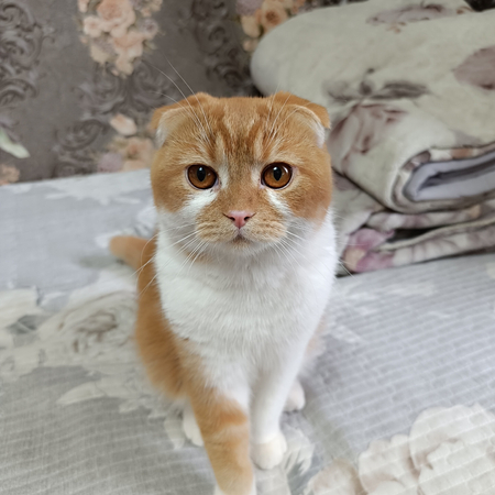 Вязка кота скоттиш фолд