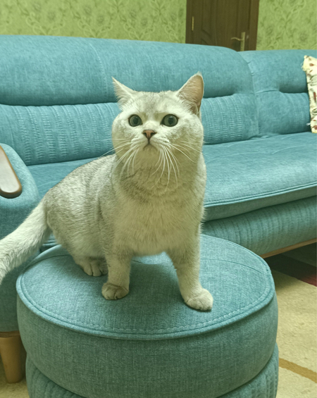 Чистокровная шотландская вислоухая / Scottish fold