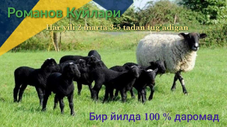Романов куйлари | Насилли куйлар