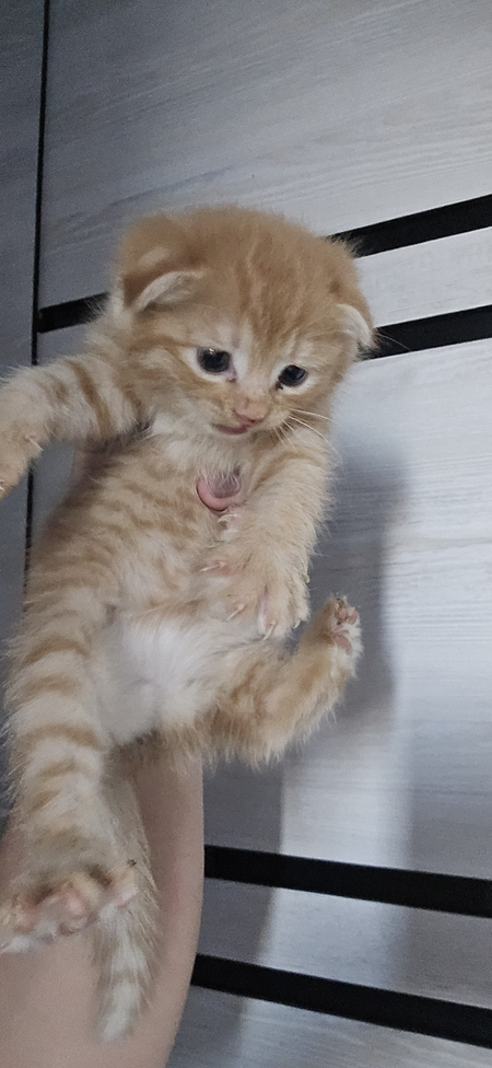 Шотландский рыжий фолд девичка