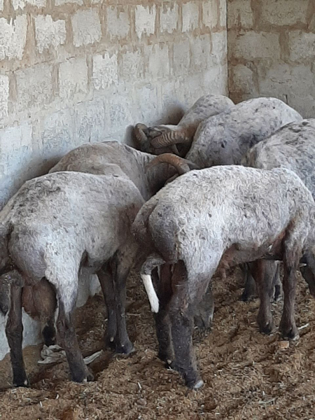 Qo'chqor va Qo'zilar sotiladi